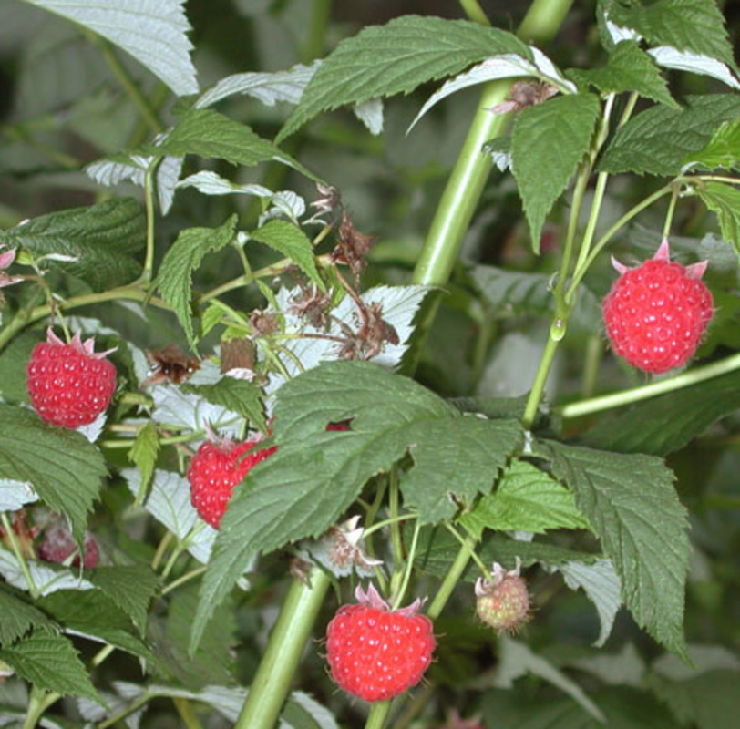 Vadelmien leikkaus - Suomalainen taimi